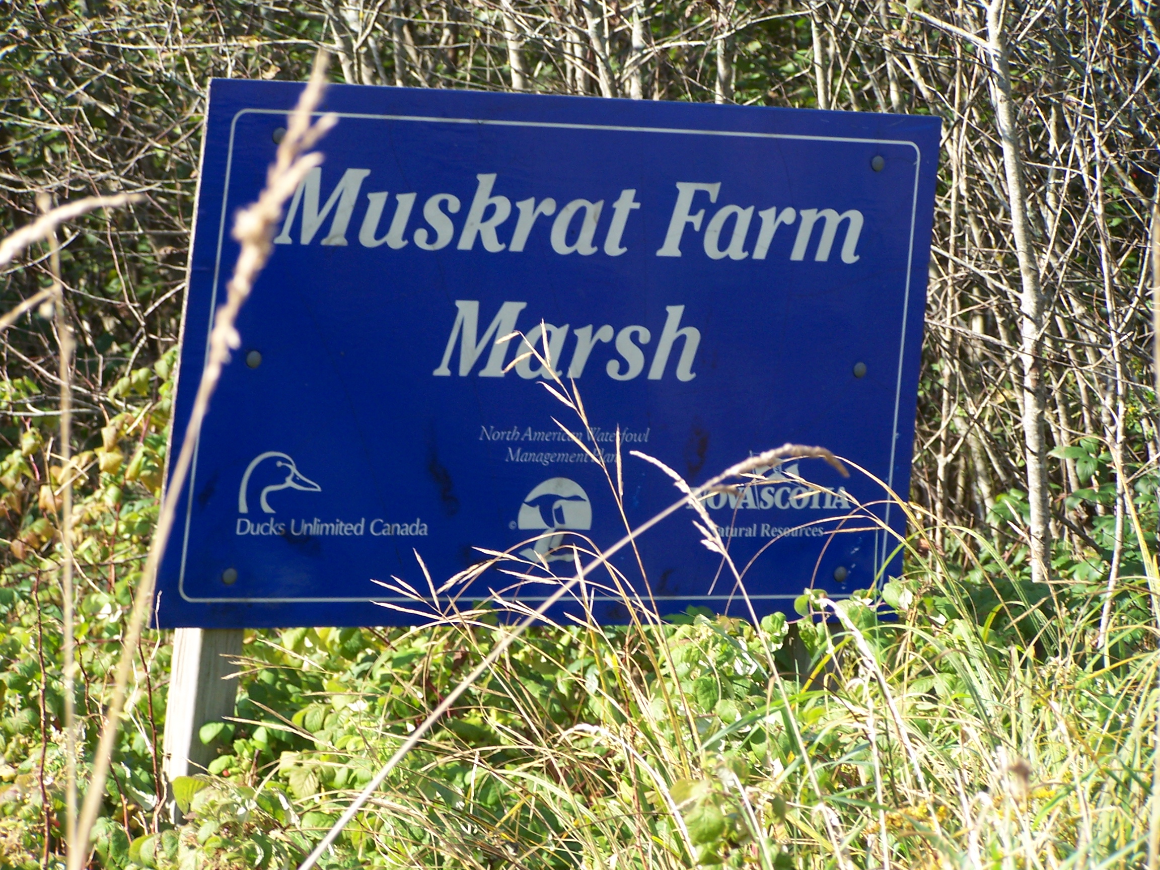 THE KINGS COUNTY MUSKRAT FARM (November 5/12) – Ed Coleman